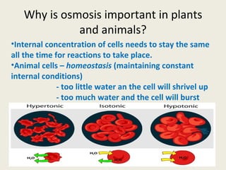 Osmosis 2 | PPT
