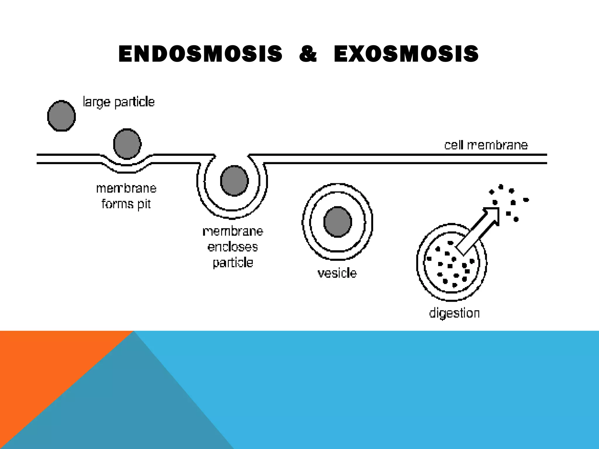 Osmosis | PPT