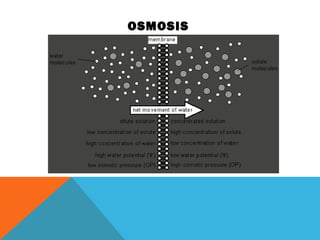 Osmosis | PPT