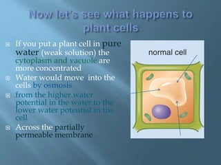 Osmosis | PPTX | Biological Sciences | Science