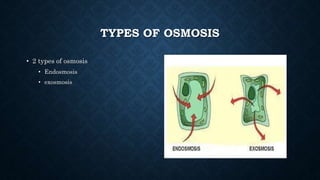 Osmosis | PPT