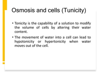 osmosis transport - Rasol Sindy | PPT