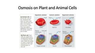 Osmosis.pptx | Chemistry | Science