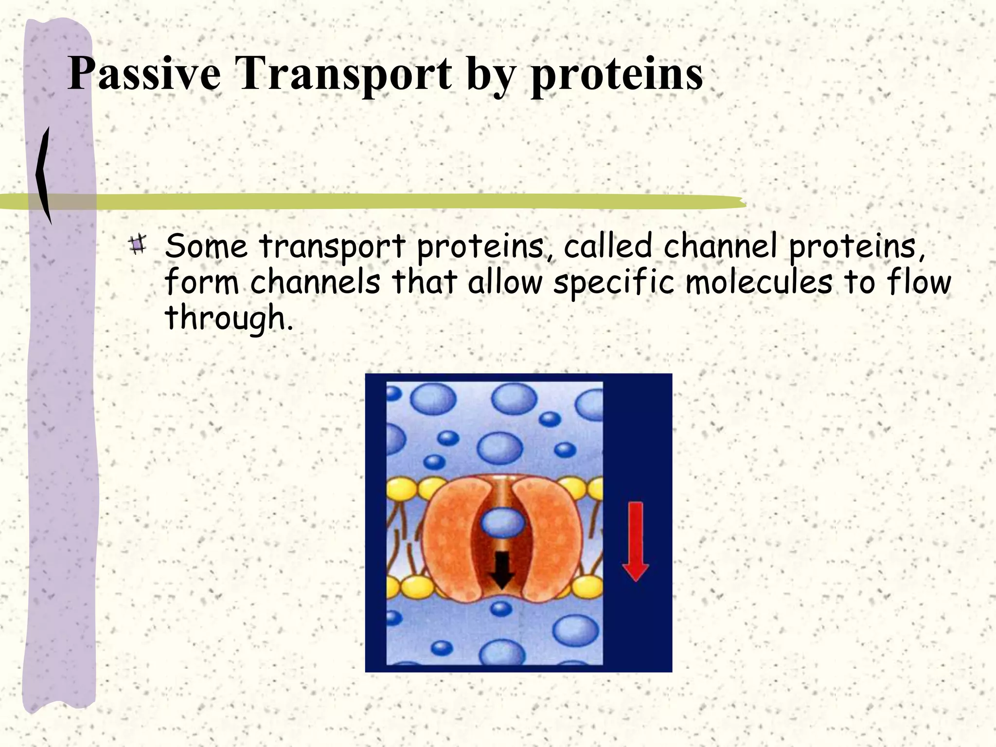 Osmosis-diffusion-Active_Transport.ppt