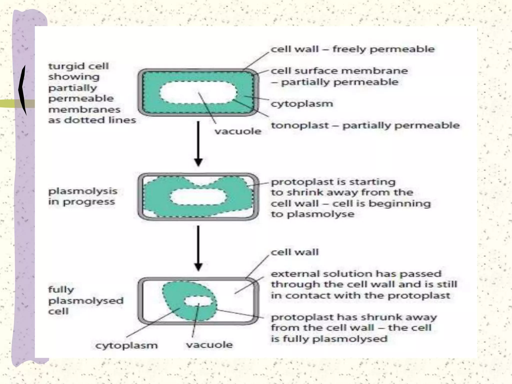 Osmosis-diffusion-Active_Transport.ppt