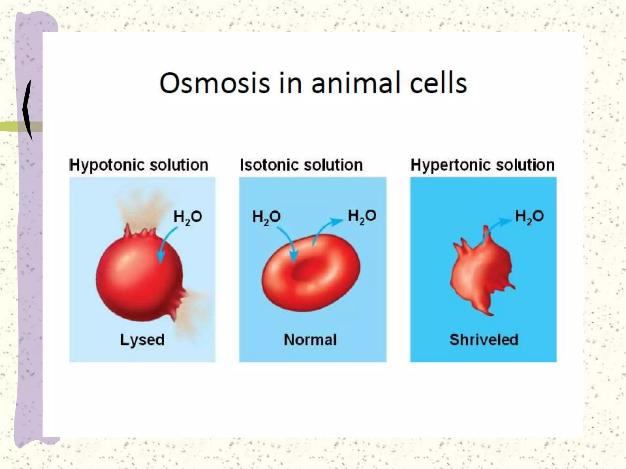 Osmosis-diffusion-Active_Transport.ppt