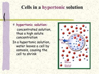 Osmosis-diffusion-Active_Transport.ppt