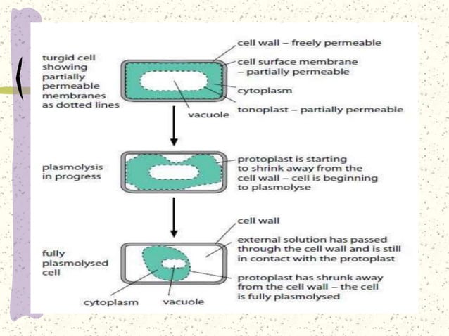 Osmosis-diffusion-Active_Transport.ppt