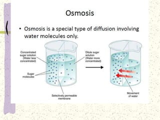 Osmosis-diffusion-Active_Transport.ppt