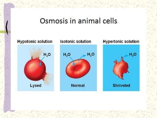 Osmosis-diffusion-Active_Transport.ppt