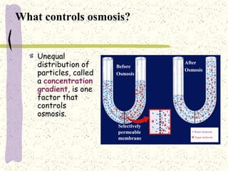 Osmosis-diffusion-Active_Transport.ppt