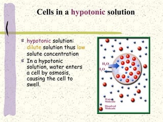 Osmosis-diffusion-Active_Transport.ppt