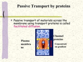 Osmosis-diffusion-Active_Transport.ppt