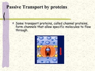 Osmosis-diffusion-Active_Transport.ppt