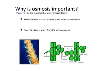Osmosis 1 | PPT