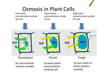Osmosis In Plant Cells