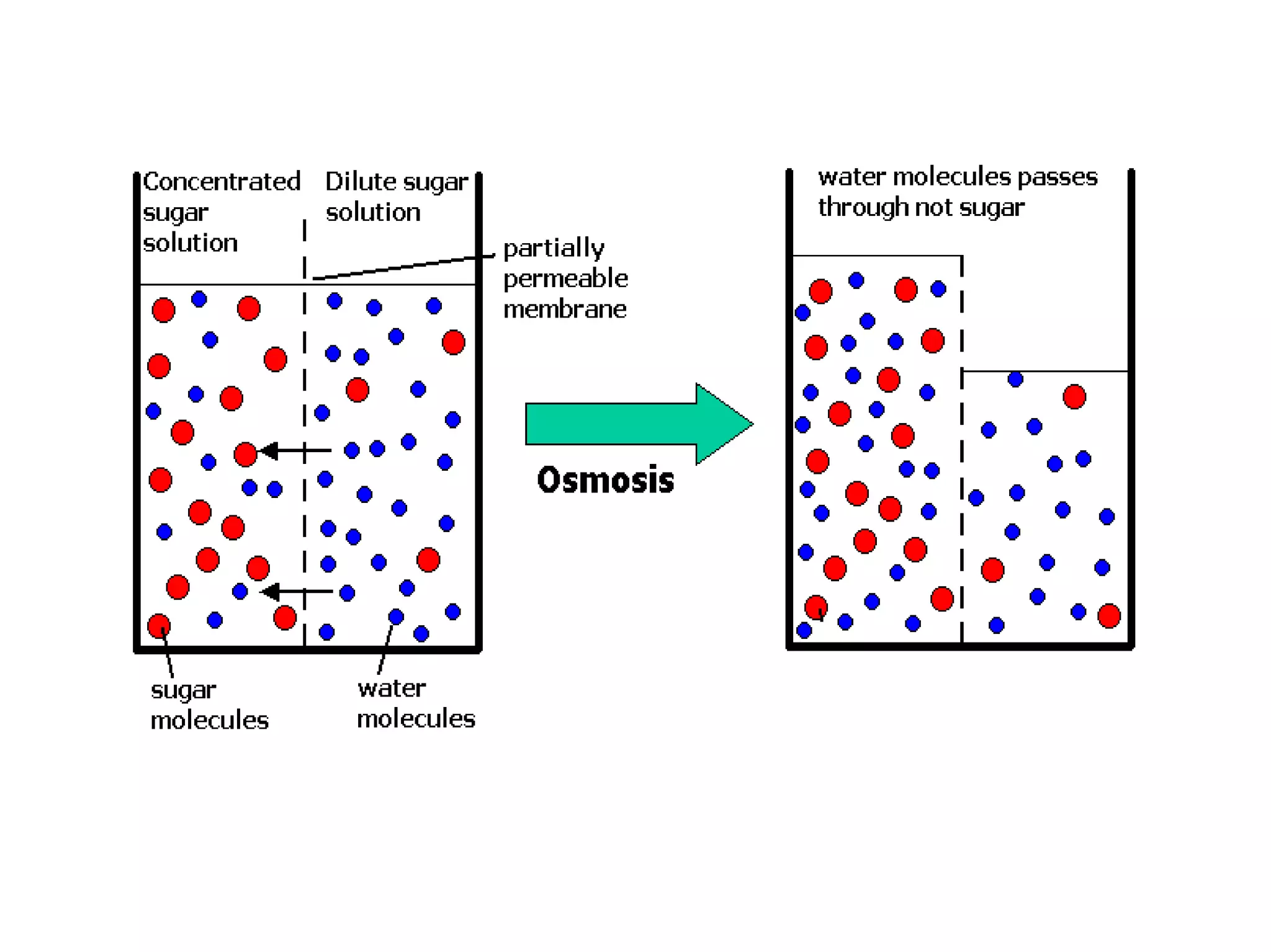 Osmosis and diffusion | ODP