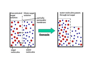 Osmosis and diffusion | ODP