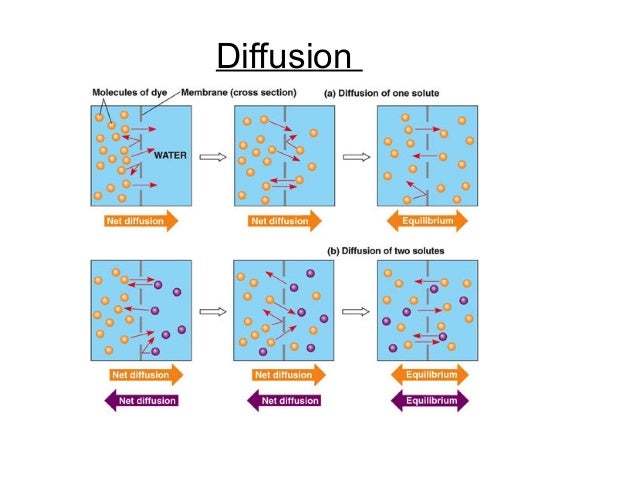 Osmosis and diffusion