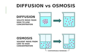 Osmosis and Diffusion processes and differences | PPTX