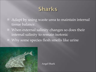 Osmosis and diffusion in the marine environment | PPT