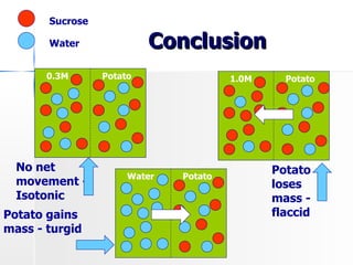 Osmosis – A Special Type Of Diffusion | PPT