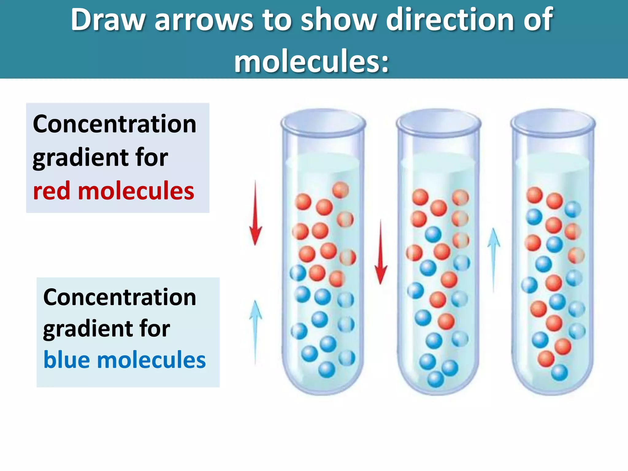 Osmosis, diffusion, active transport | PPTX