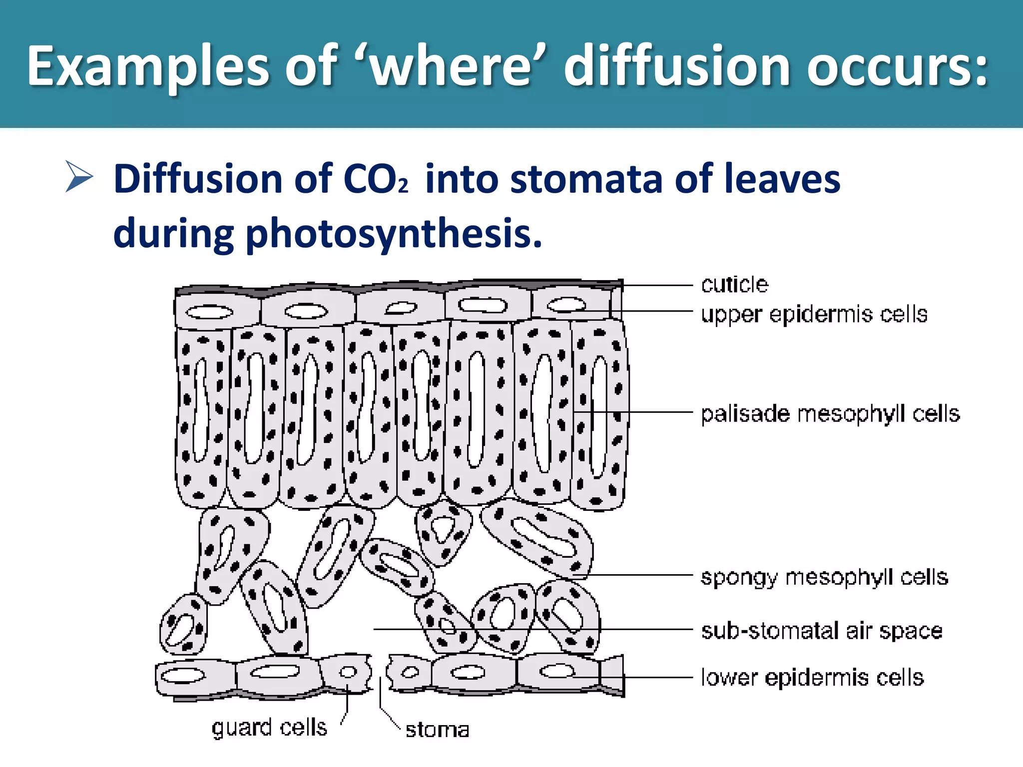 Osmosis, diffusion, active transport | PPTX
