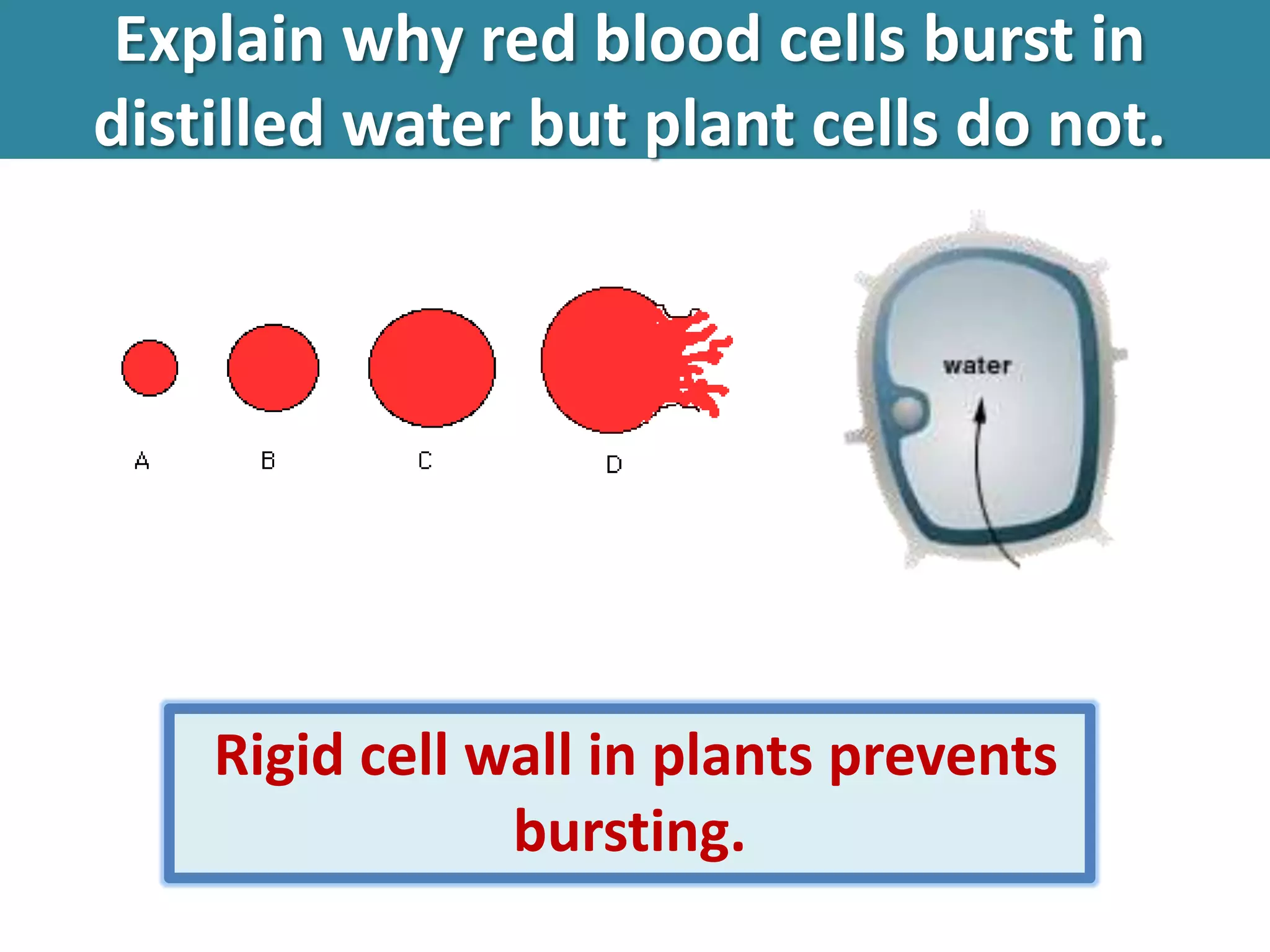 Osmosis, diffusion, active transport | PPTX