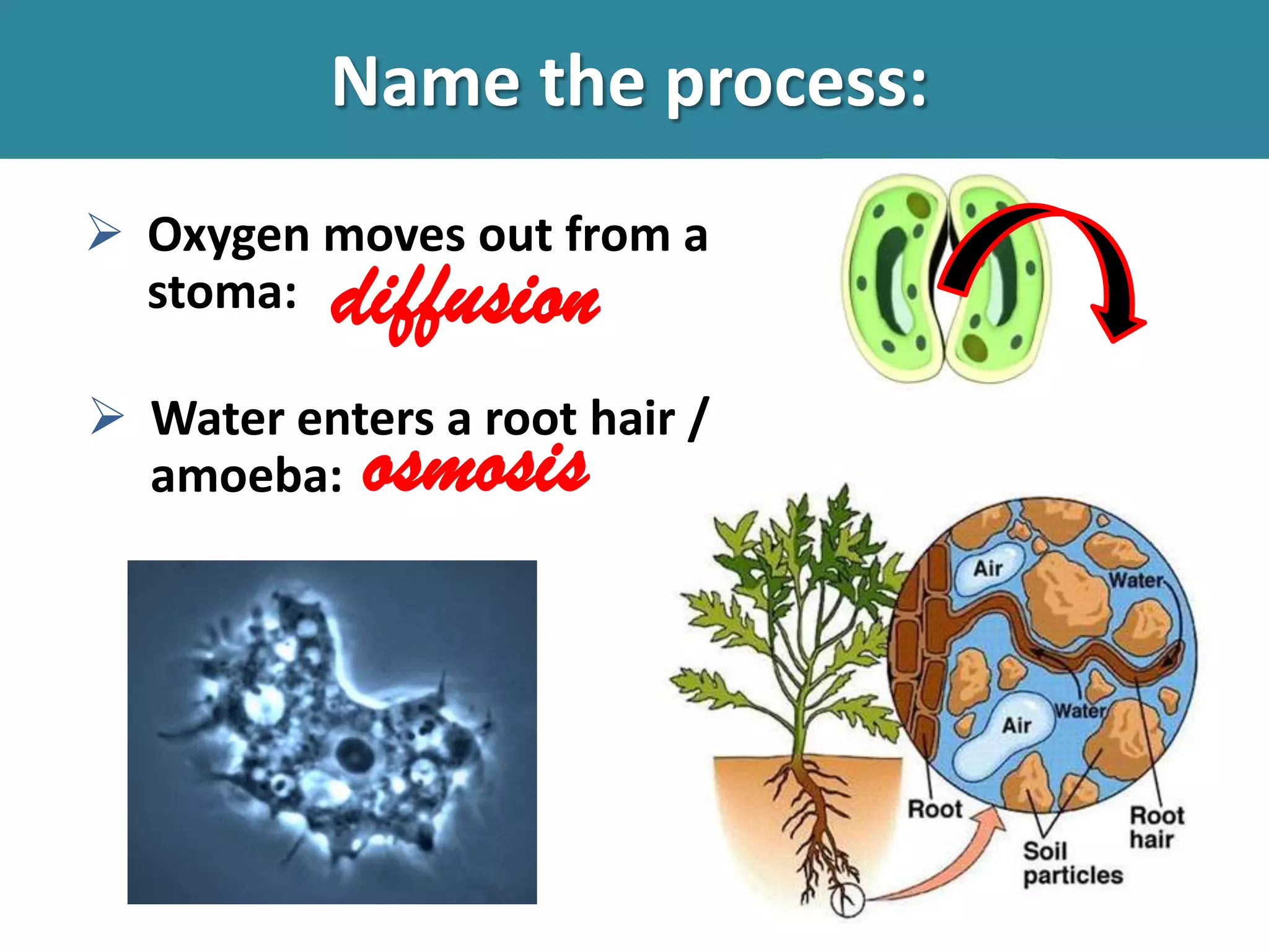 Osmosis, diffusion, active transport | PPTX
