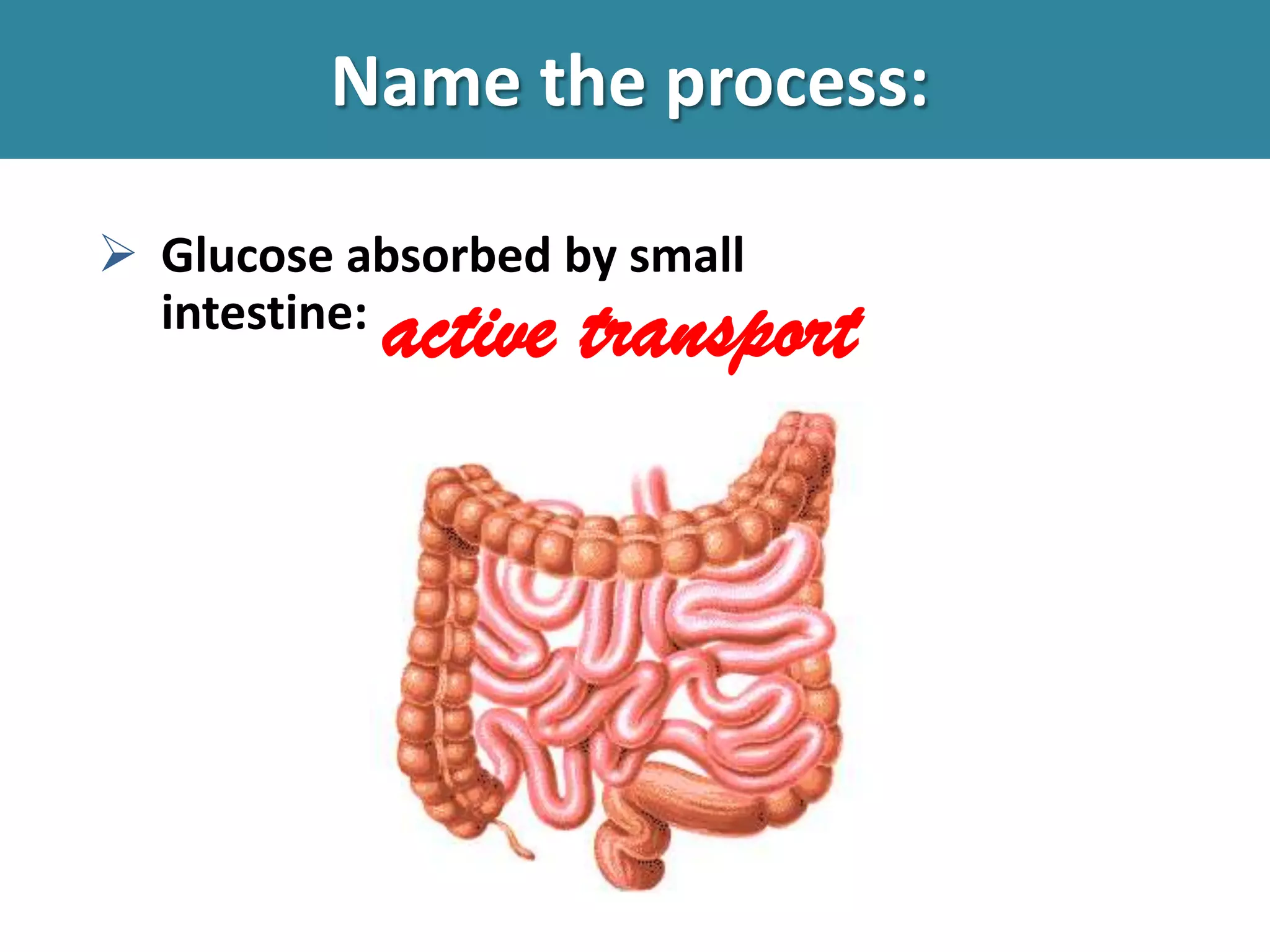 Osmosis, diffusion, active transport | PPTX