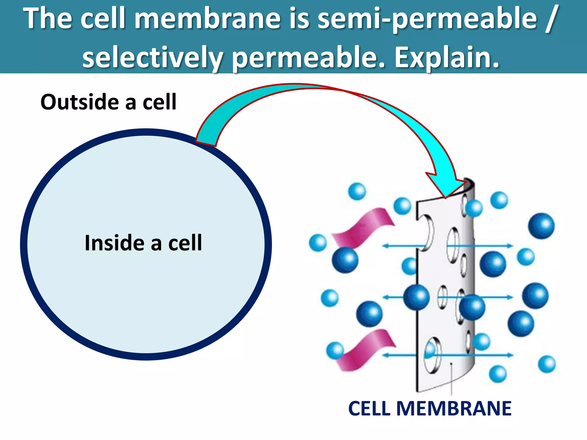 Osmosis, diffusion, active transport | PPTX