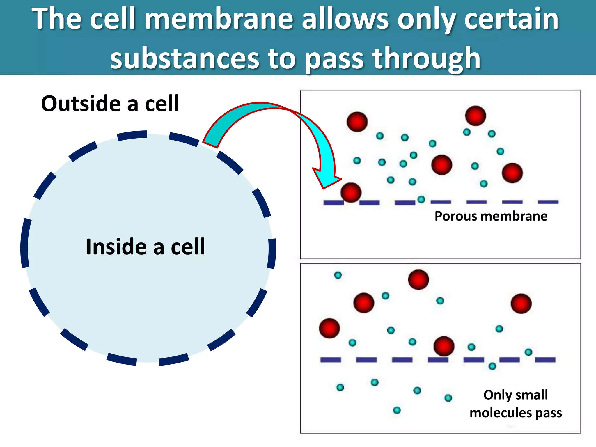 Osmosis, diffusion, active transport | PPTX