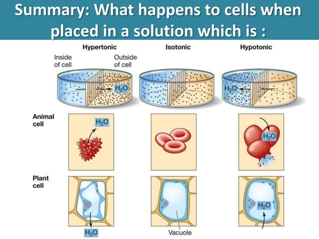 Osmosis, diffusion, active transport | PPTX
