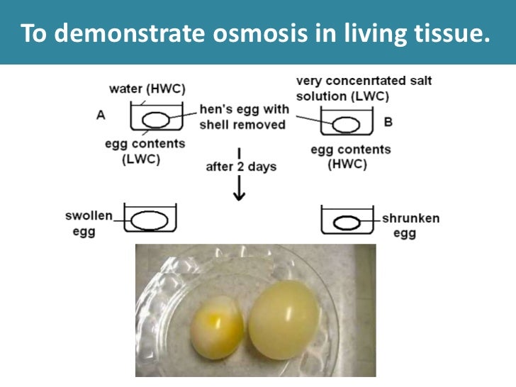 Osmosis, diffusion, active transport