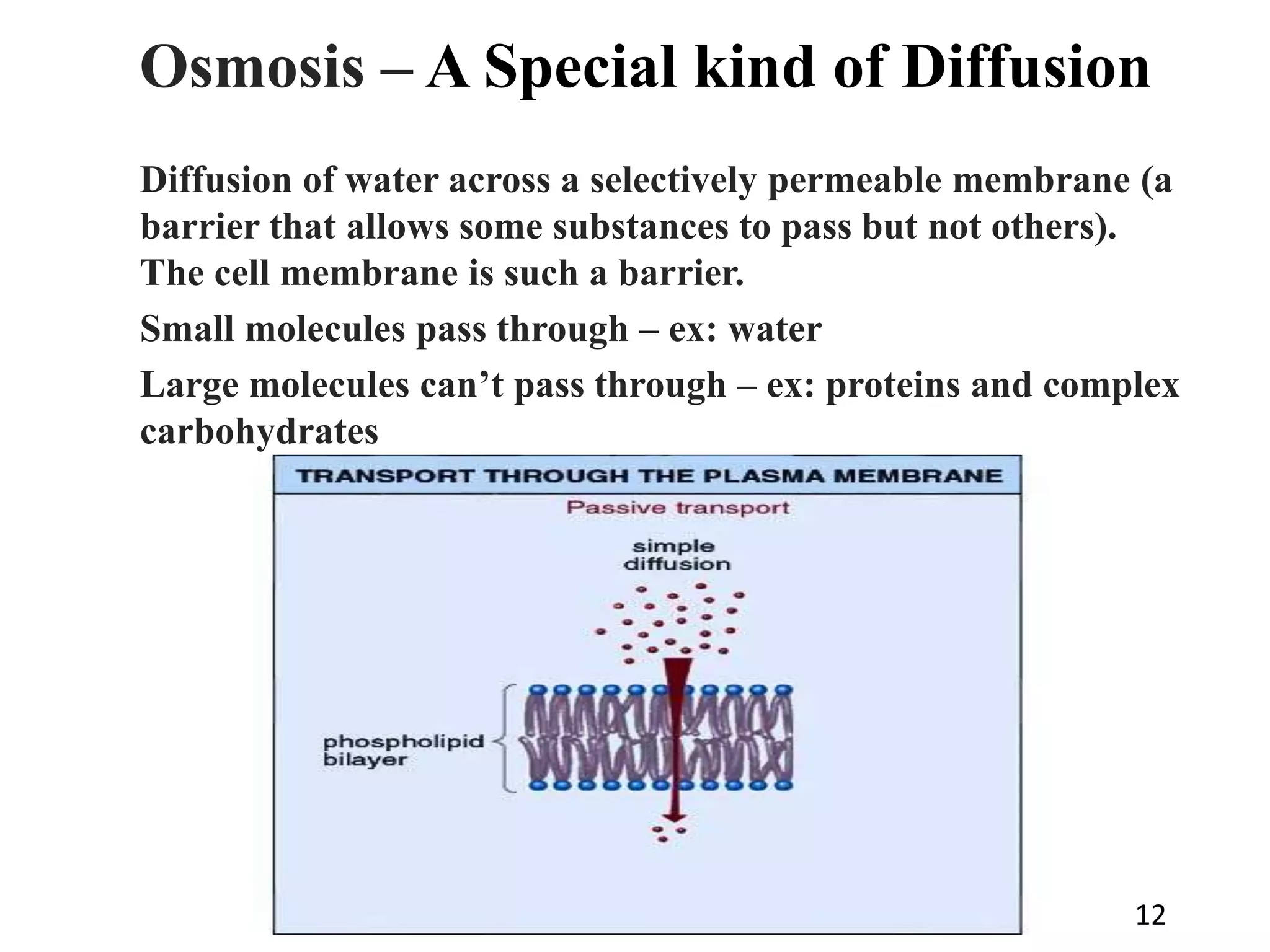 Osmosis, diffusion presentation | PPTX