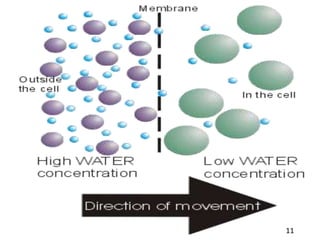 Osmosis, diffusion presentation | PPTX