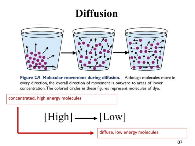 Osmosis, diffusion presentation | PPTX