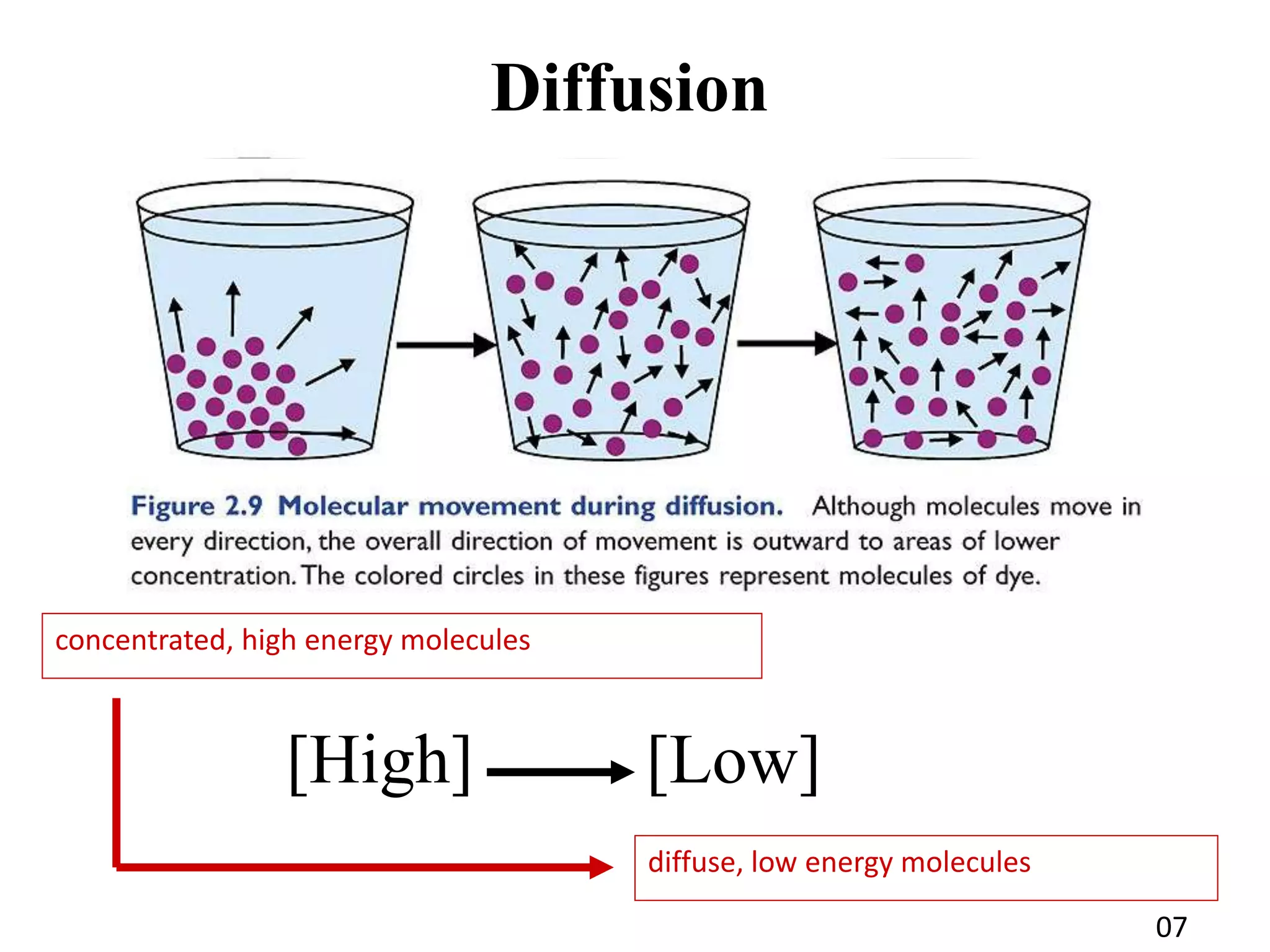 Osmosis, diffusion presentation | PPT