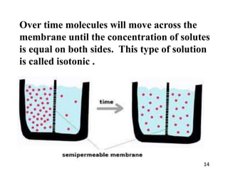 Osmosis, diffusion presentation | PPT