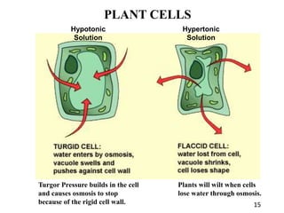 Osmosis, diffusion presentation | PPT
