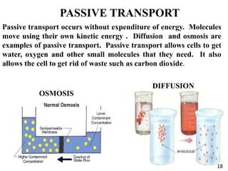 Osmosis, diffusion presentation | PPT