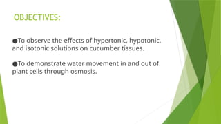 OSMOSIS (GROUP 2)CUCUMBER EXPERIMENT.pptx