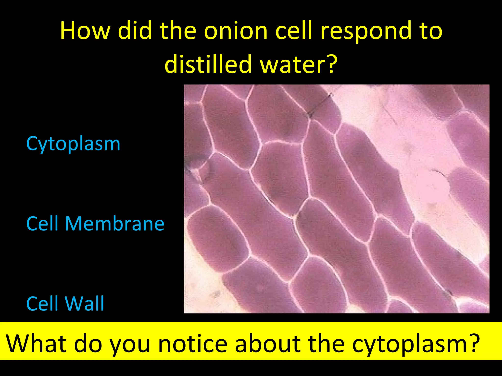 Osmosis Lab Powerpoint | PPT | Chemistry | Science