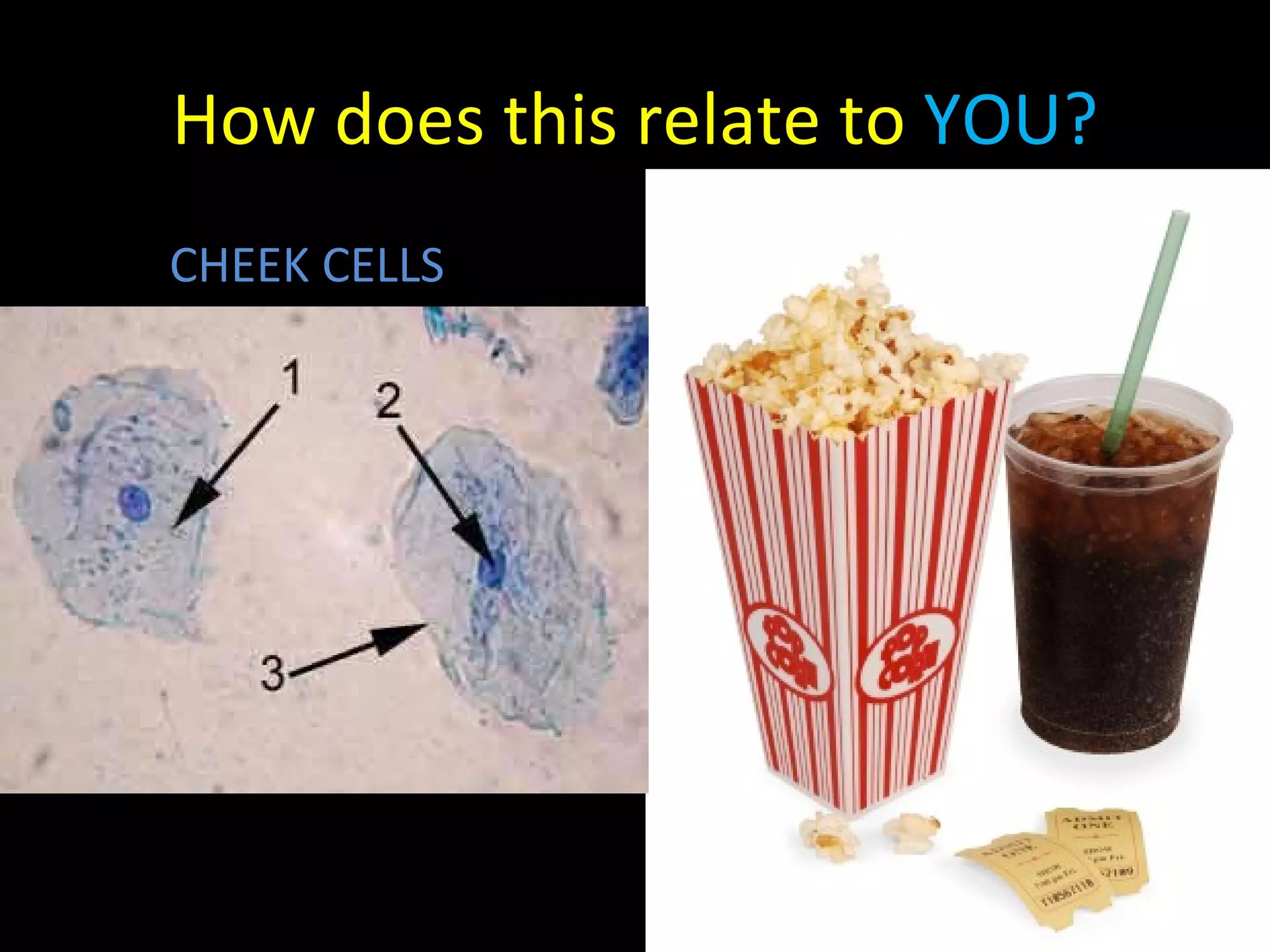 Osmosis Lab Powerpoint | PPT | Chemistry | Science