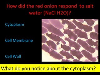 Osmosis Lab Powerpoint | PPT