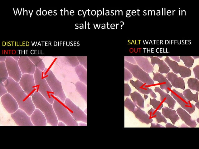 Osmosis Lab Powerpoint | PPT | Chemistry | Science