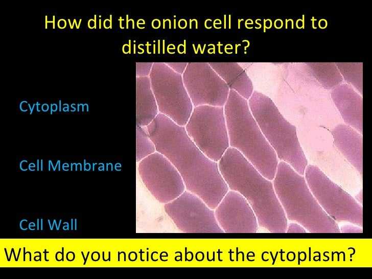 Osmosis Lab Powerpoint