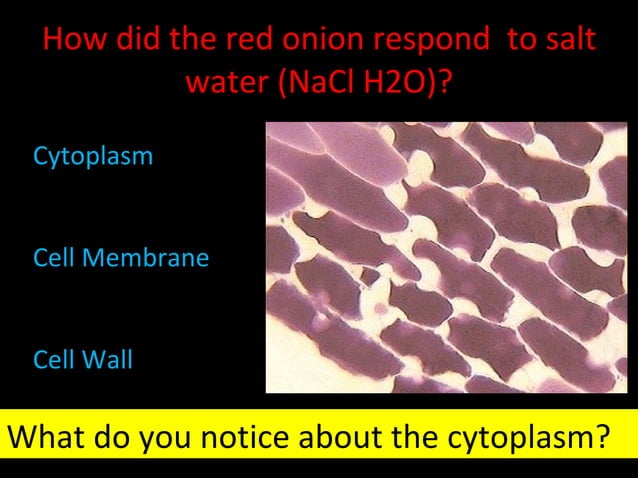 Osmosis Lab Powerpoint | PPT