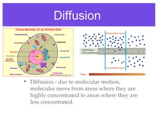 Osmosis lesson ppt | PPT